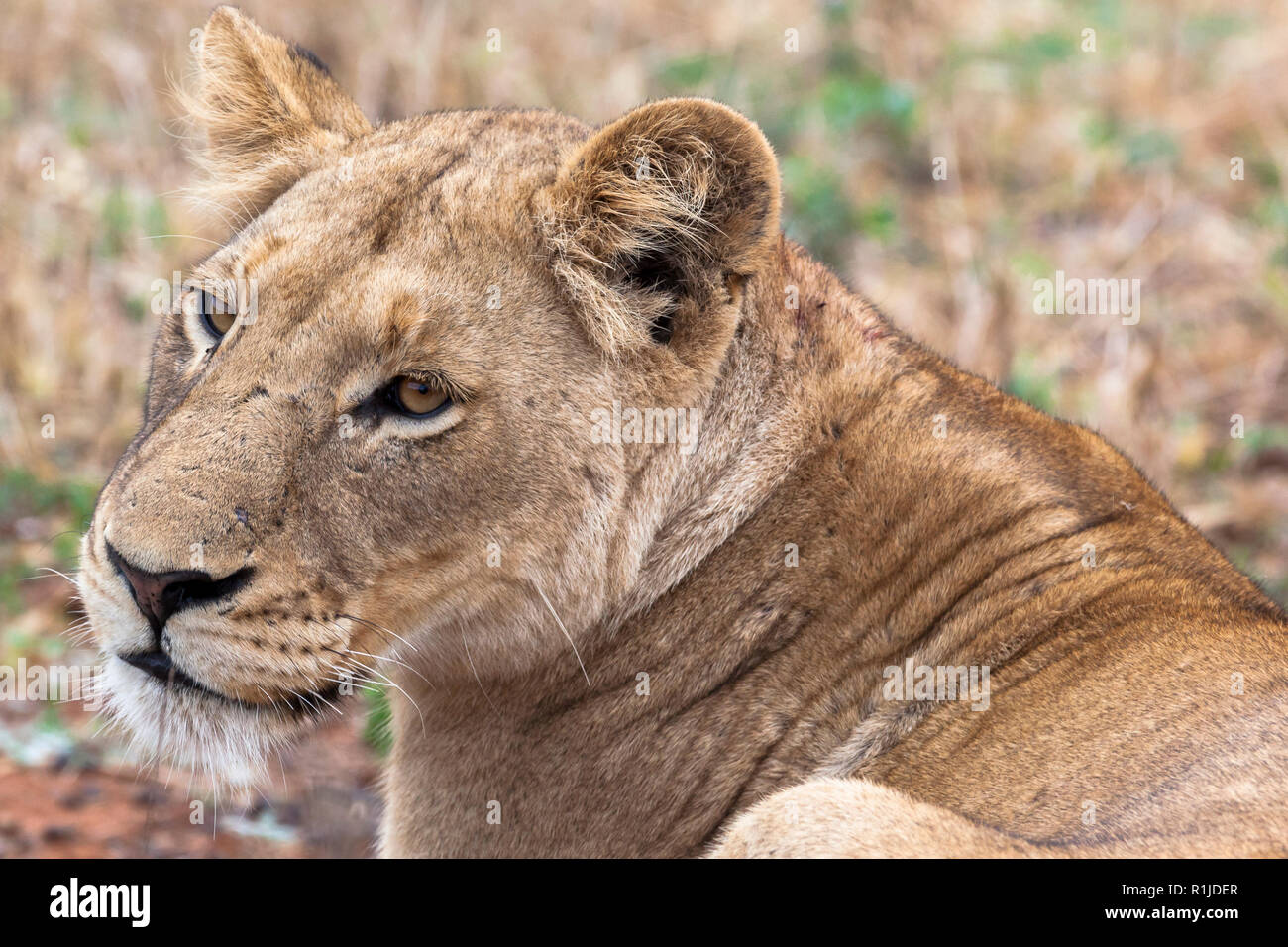Wild lions hi-res stock photography and images - Alamy