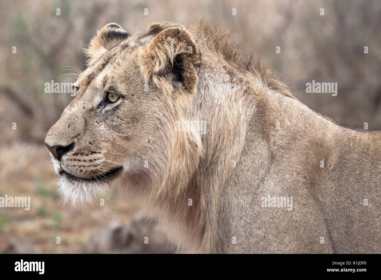 Lions in wilderness hi-res stock photography and images - Alamy