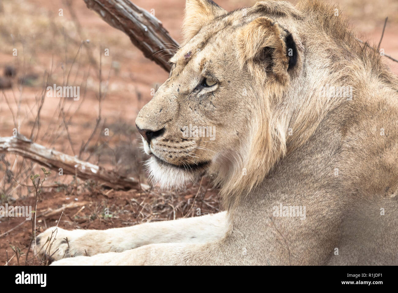 Lions in wilderness hi-res stock photography and images - Alamy