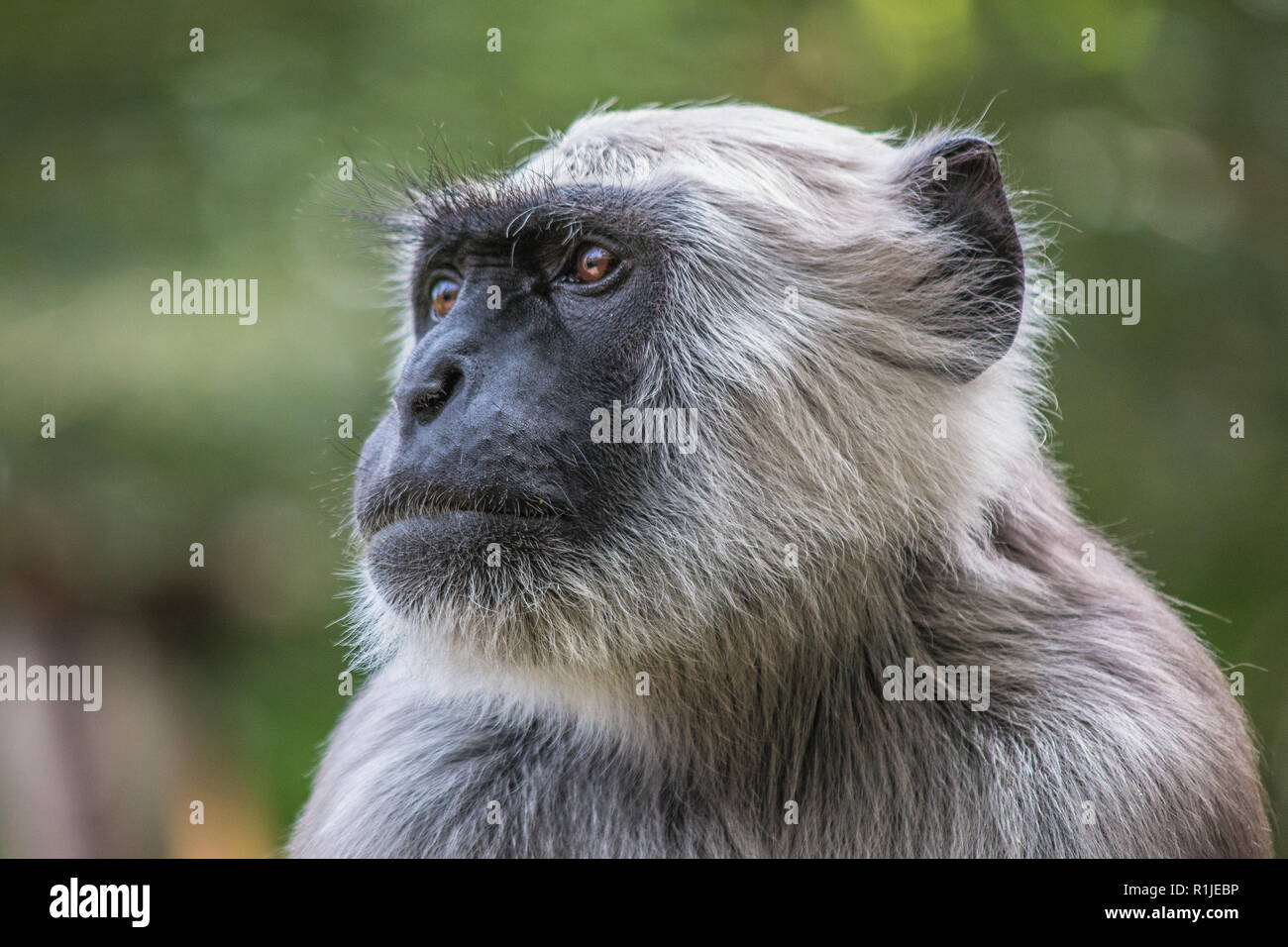 Aap hi-res stock photography and images - Alamy