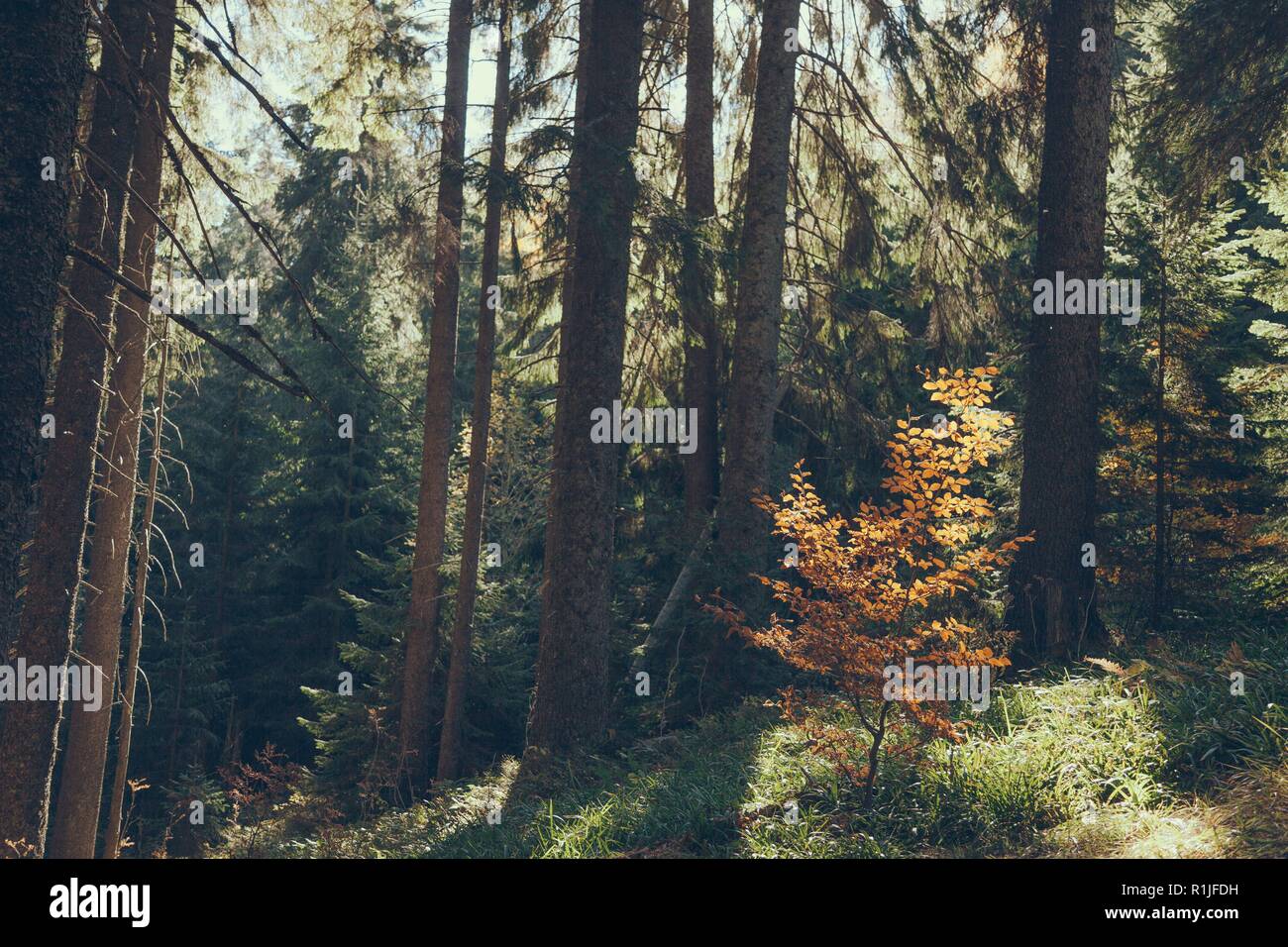 scenic view of beautiful green forest in Carpathians, Ukraine Stock ...