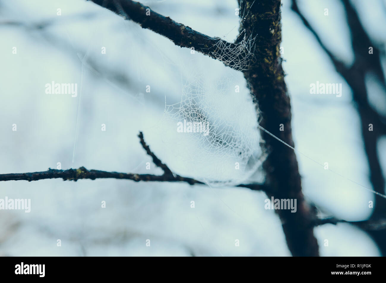 Close up spider web on branch hi-res stock photography and images - Alamy