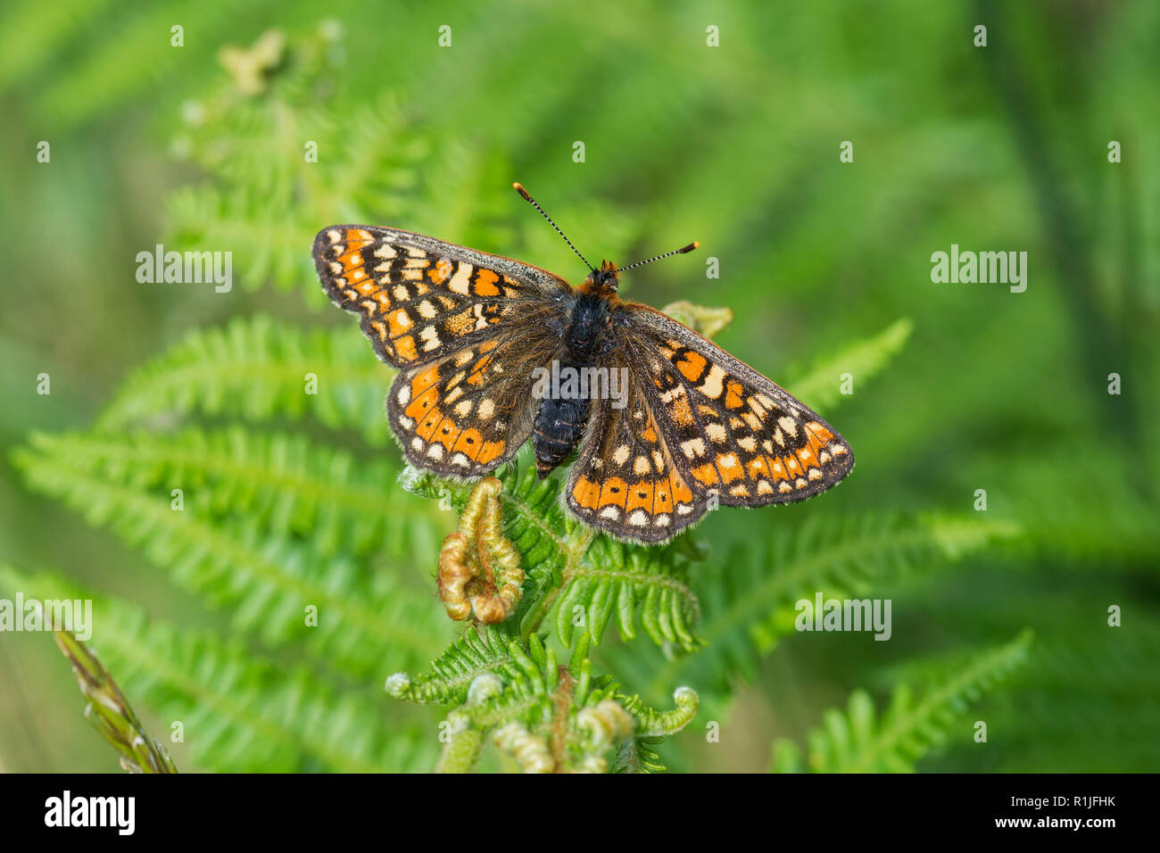 Marsh Fritillary butterfly at rest with wings open,Breney Common ...