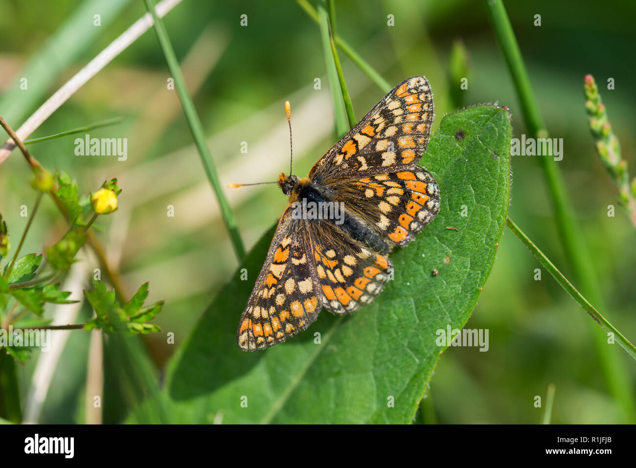 Marsh Fritillary butterfly at rest with wings open,Breney Common ...