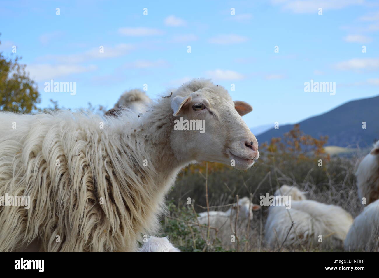 Sardinia sheep country hi-res stock photography and images - Alamy