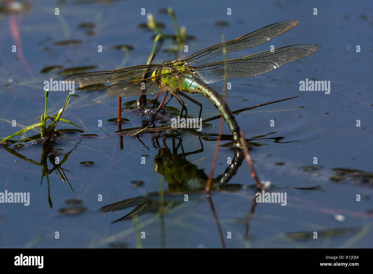Emperor Dragonfly oviposting in a pond, Breney Common, Cornwall, UK ...