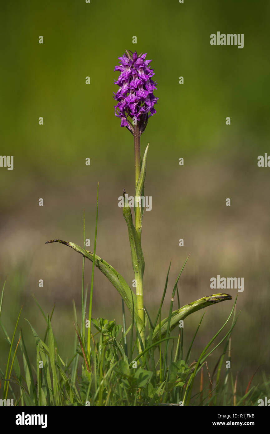 Marsh Orchid against grassy background at Breney Common, Cornwall, UK ...