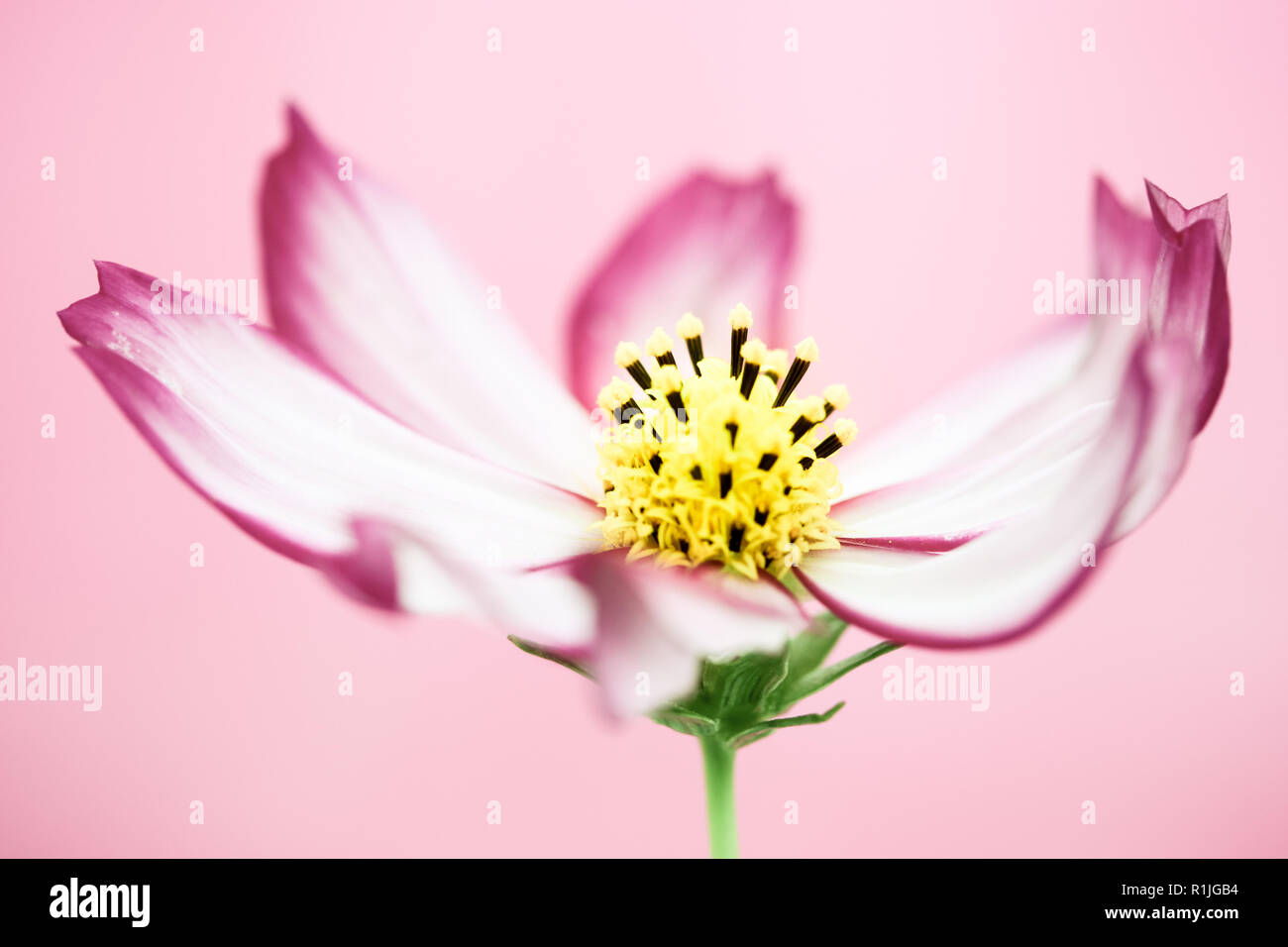 Up Close Photo Of Pink Cosmos High Resolution Stock Photography and ...