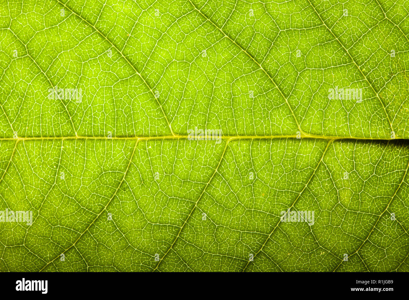 Midrib Stock Photos & Midrib Stock Images - Alamy