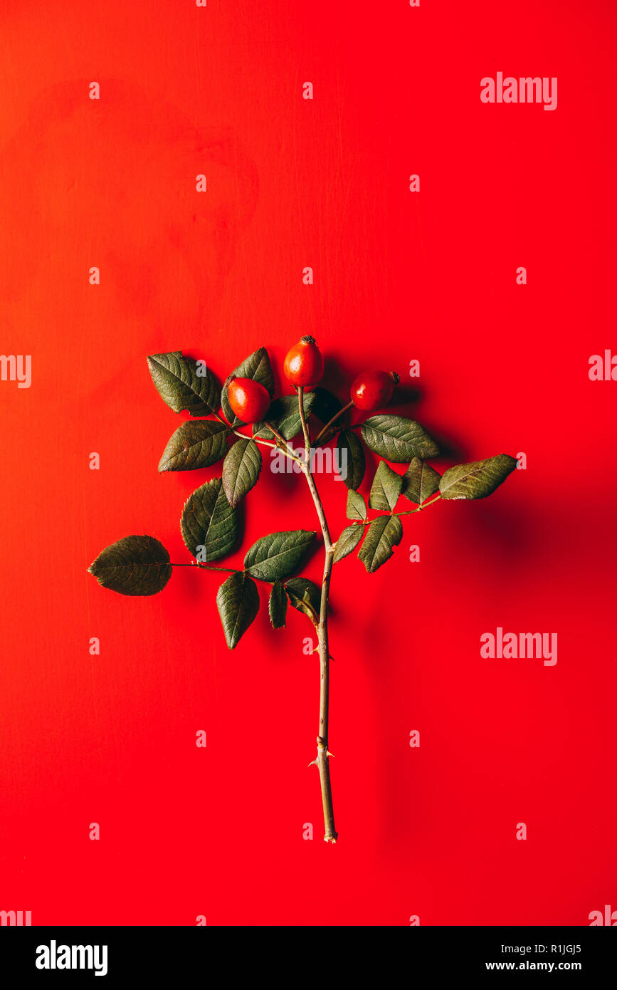 Briar branch hi-res stock photography and images - Alamy