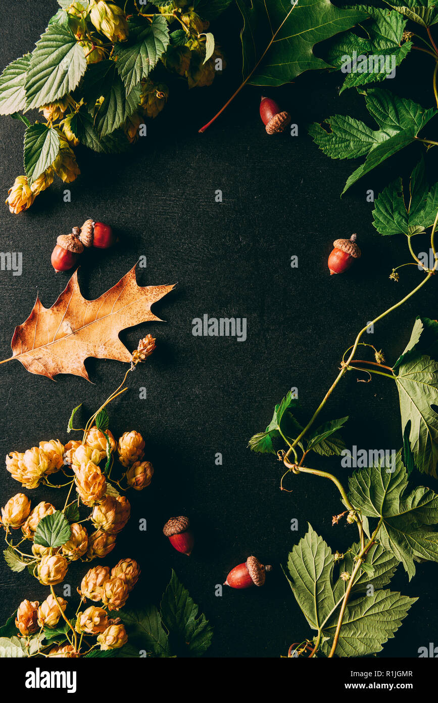 flat lay with autumn plants arrangement on black background Stock Photo ...