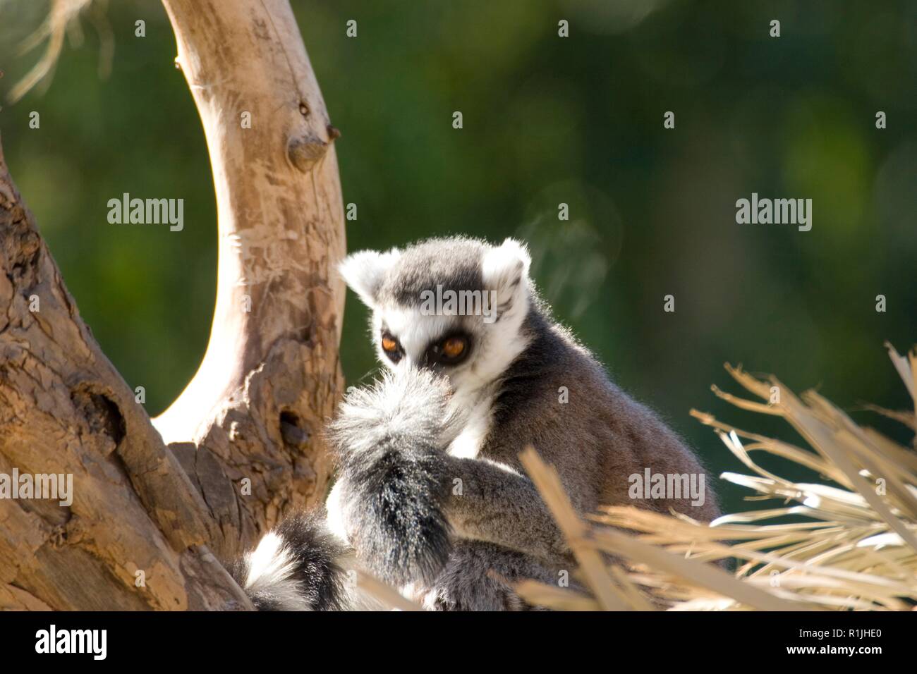 Madagascar animal hi-res stock photography and images - Alamy