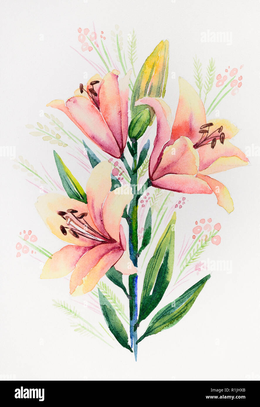 Lily drawing hi-res stock photography and images - Alamy