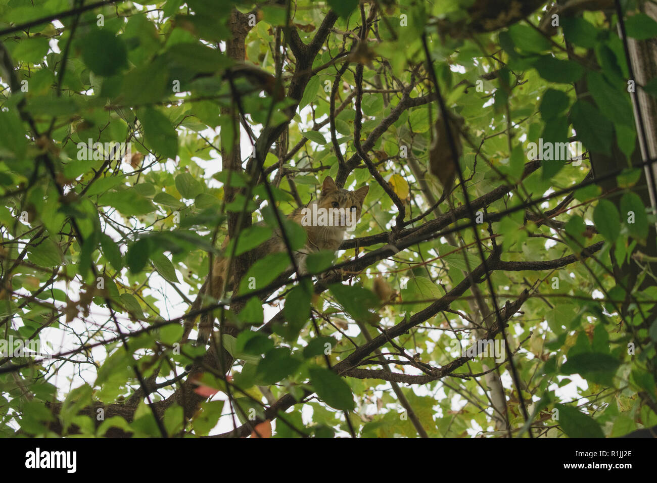 Cat purring hi-res stock photography and images - Alamy