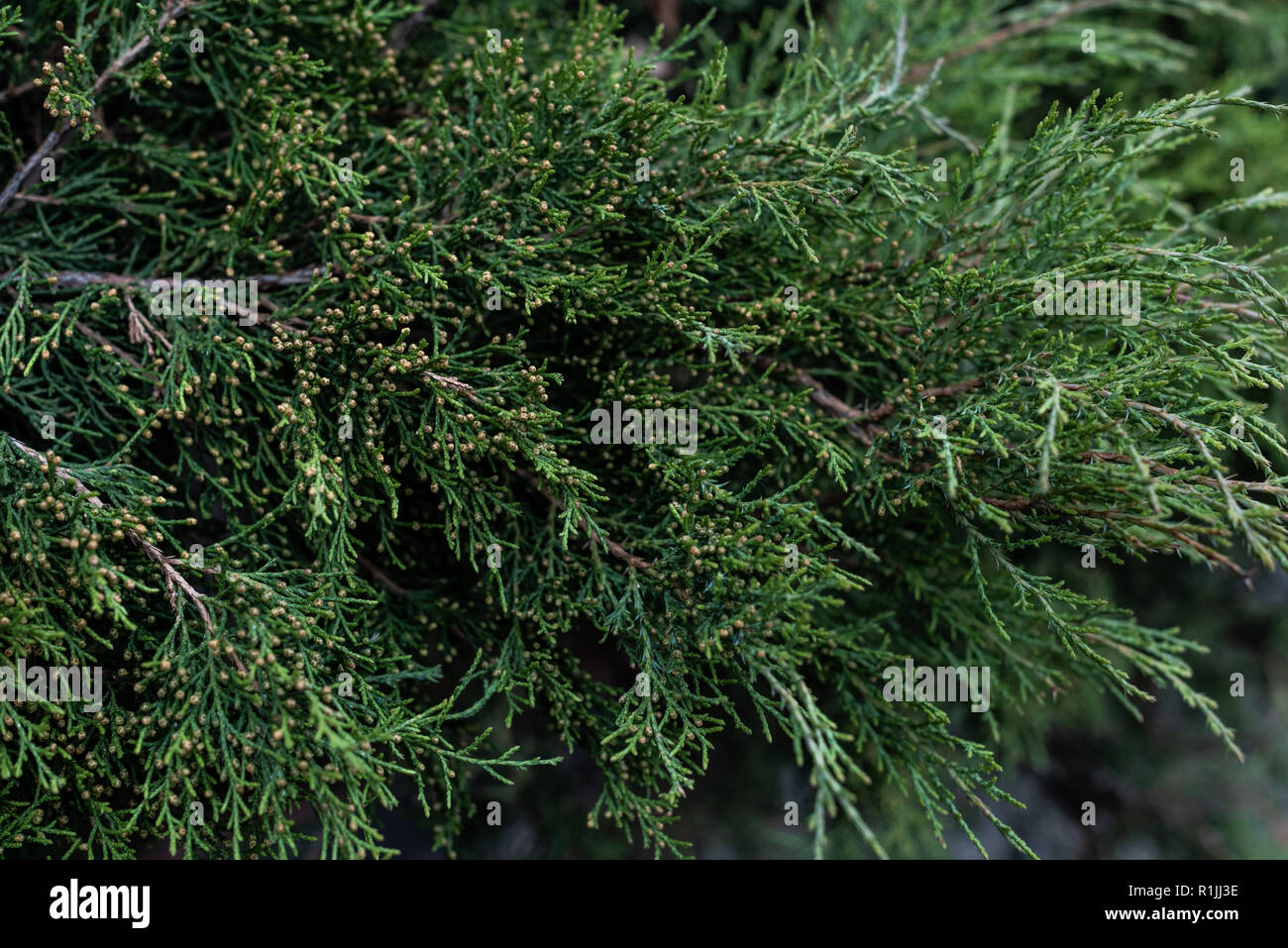 full frame image of cypress tree branches background Stock Photo - Alamy