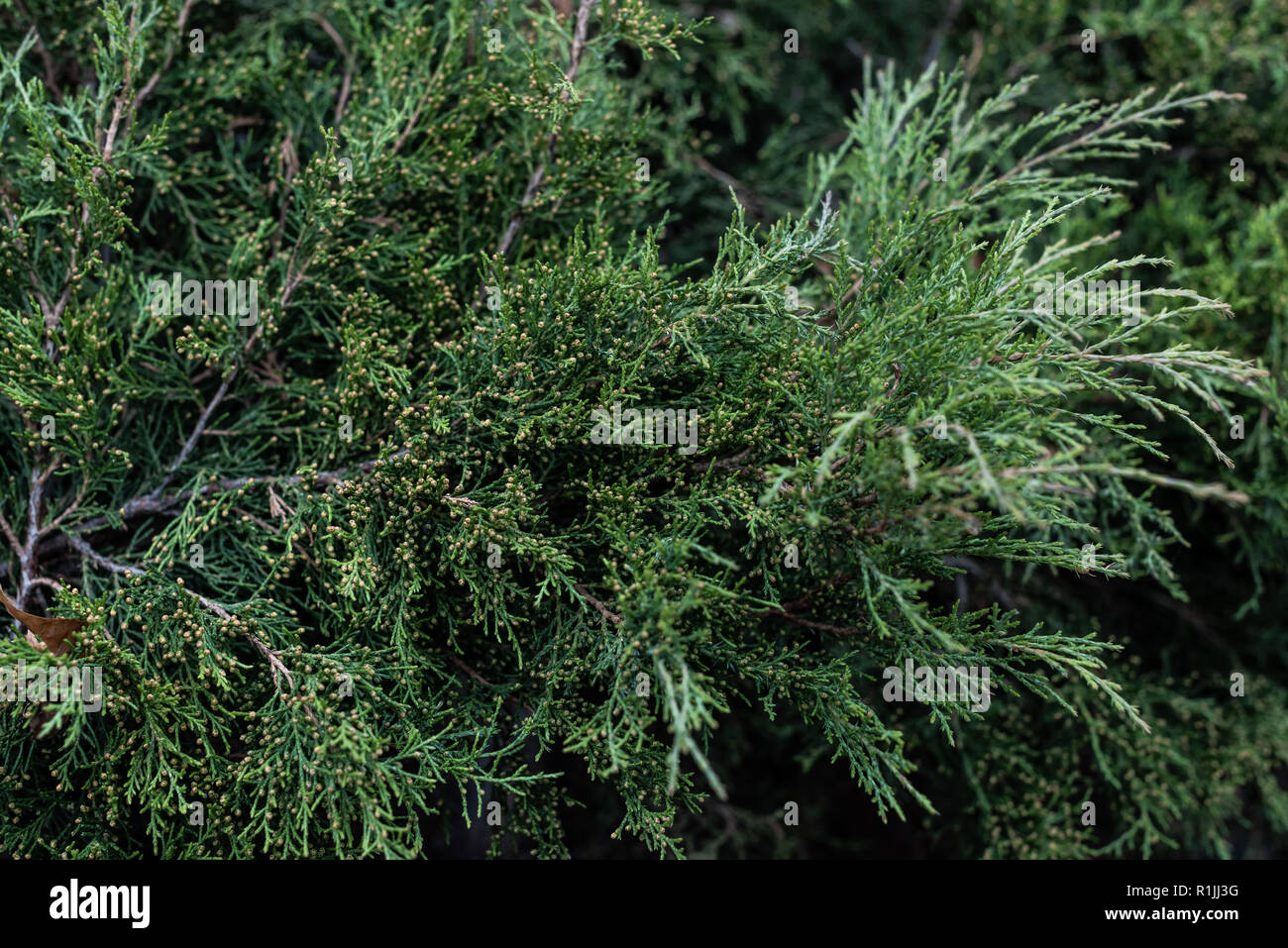 full frame image of cypress tree branches background Stock Photo - Alamy