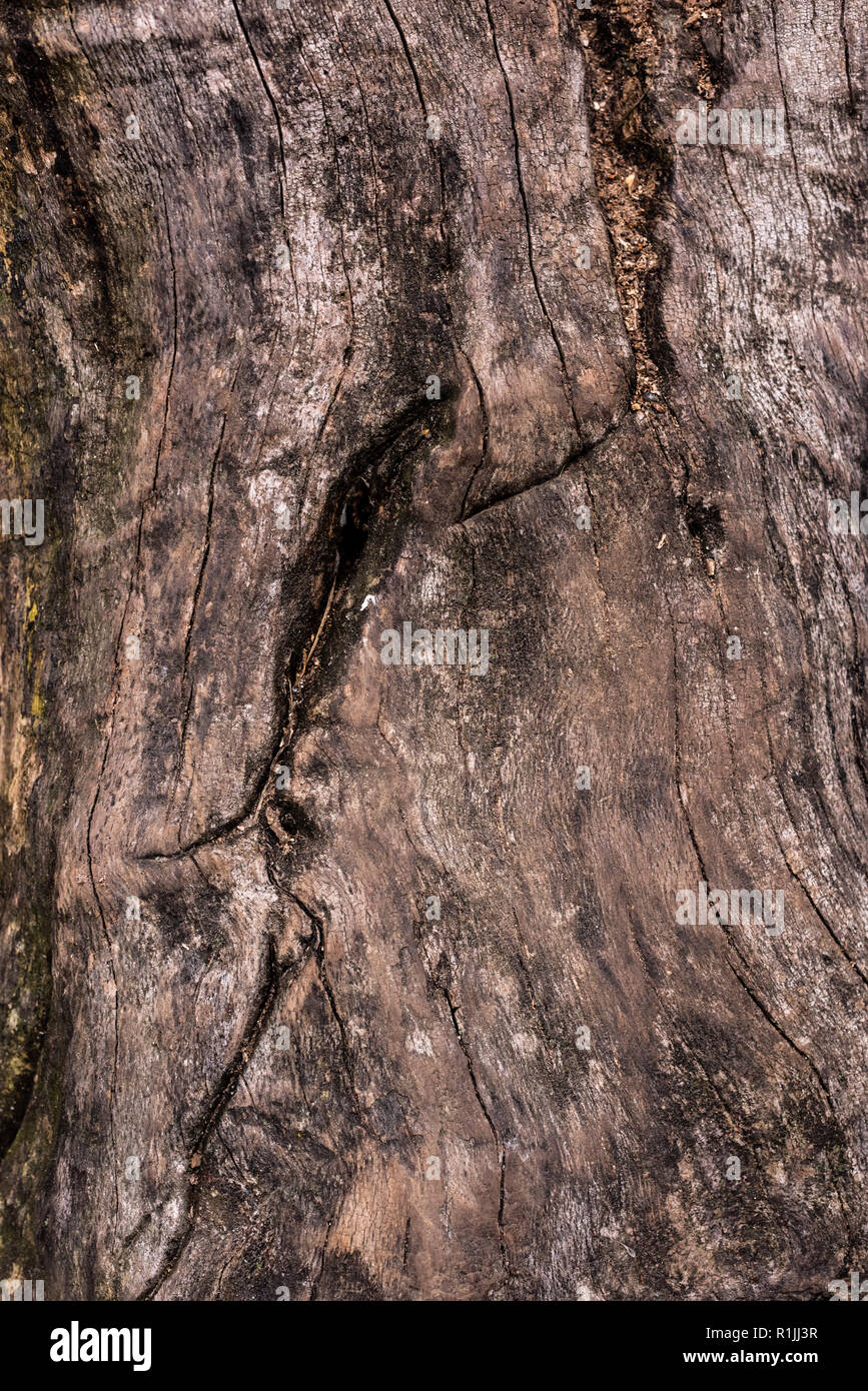 full frame image of cracked tree trunk background Stock Photo - Alamy