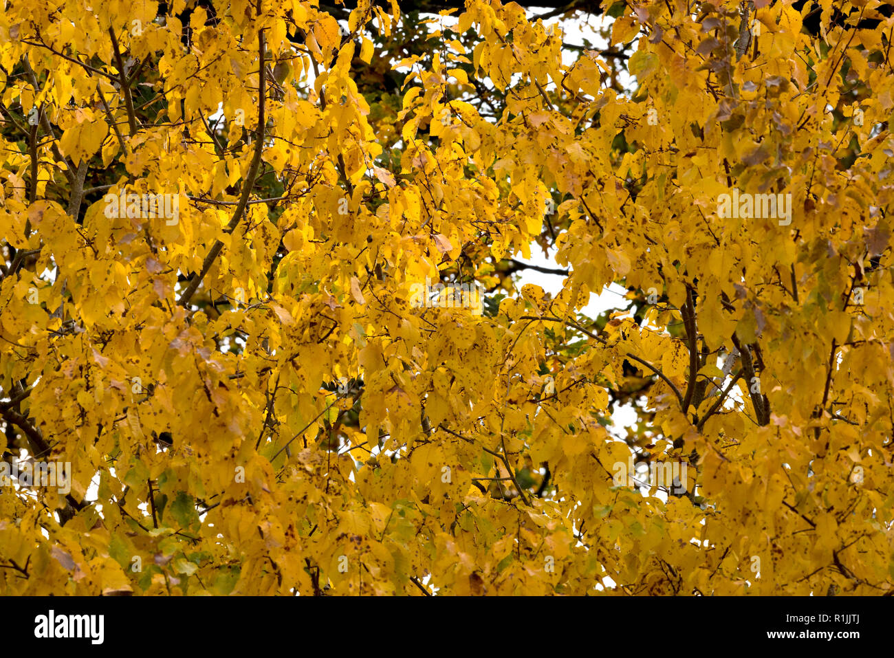 Details of trees in autumn colours Stock Photo - Alamy