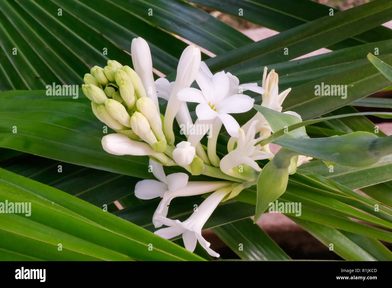 Beautiful bunch of tuberose flower covered with green leaves background ...