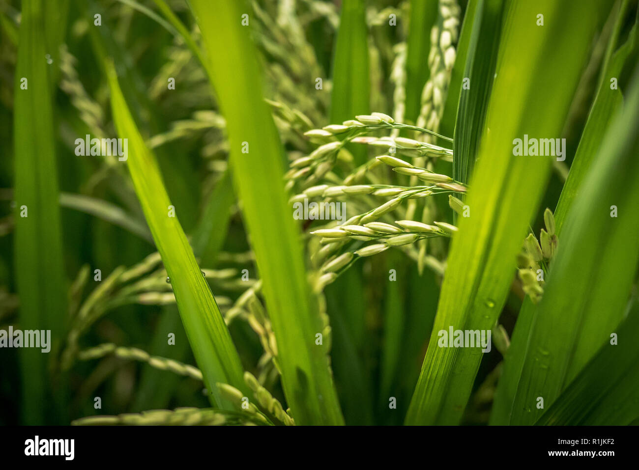 Rice growing in the fields Stock Photo - Alamy