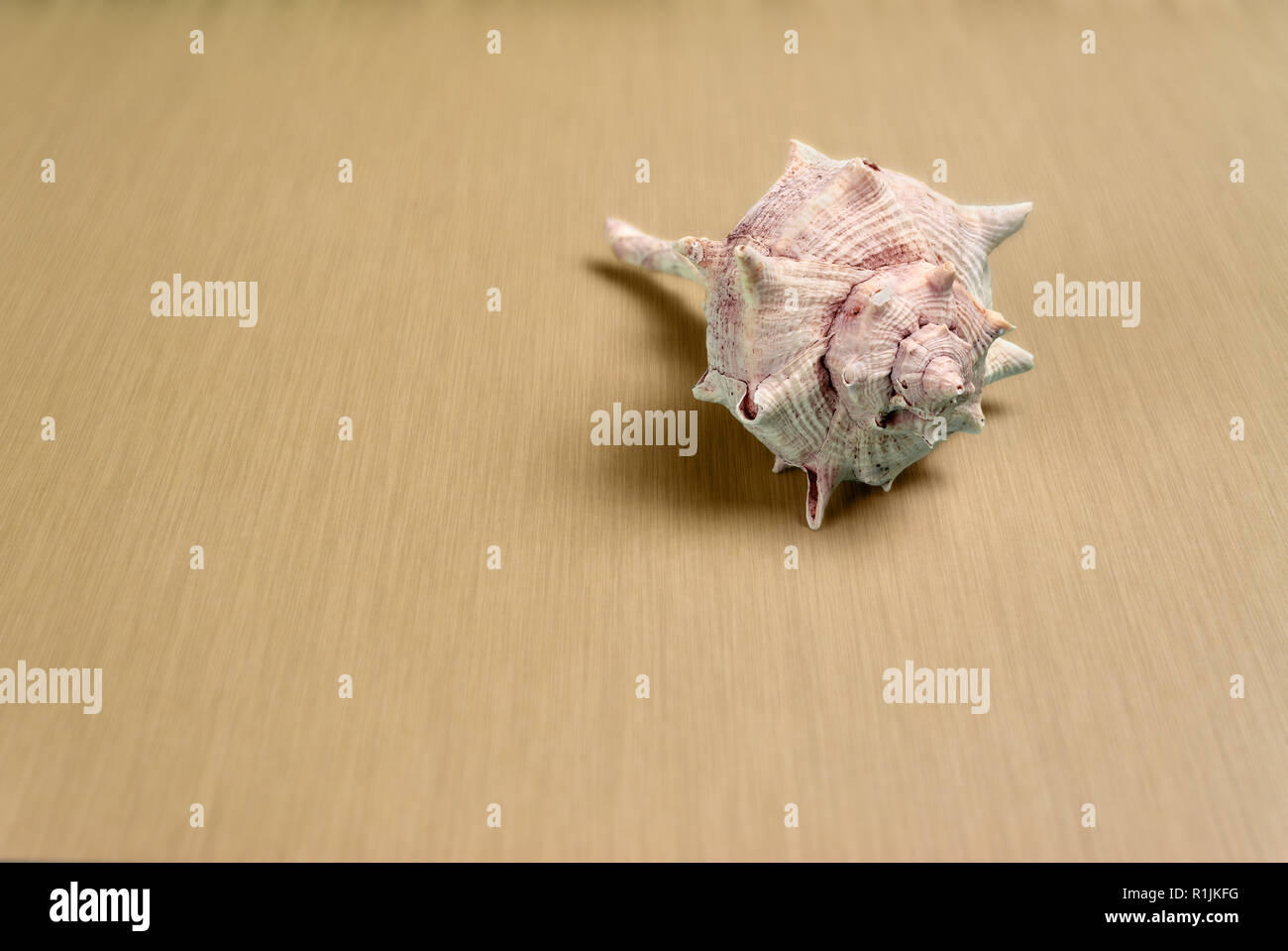 Pink seashell on a light colored wood background Stock Photo - Alamy