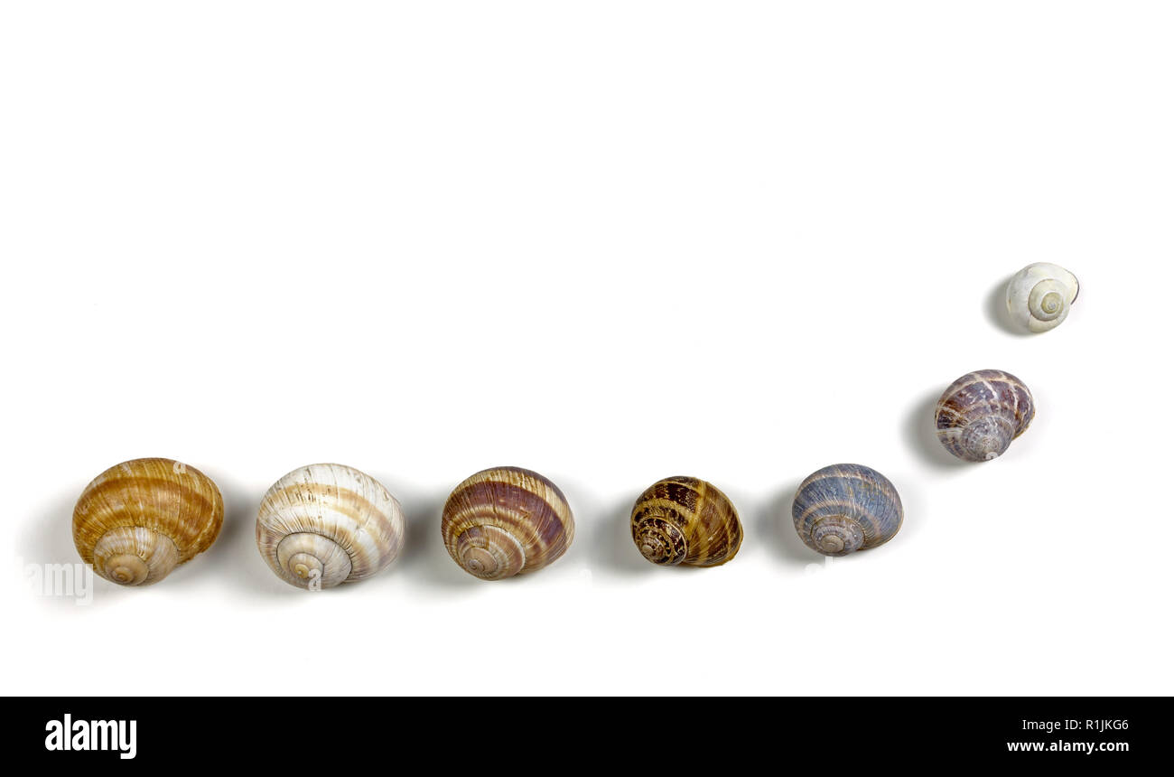 Seven isolated snail shells forming a slight curve on a white ...