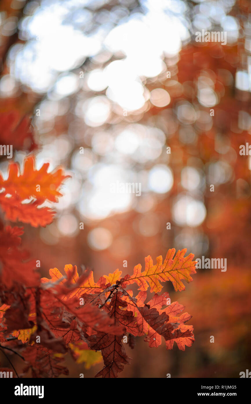 picture with abstract autumn tree leaves Stock Photo - Alamy