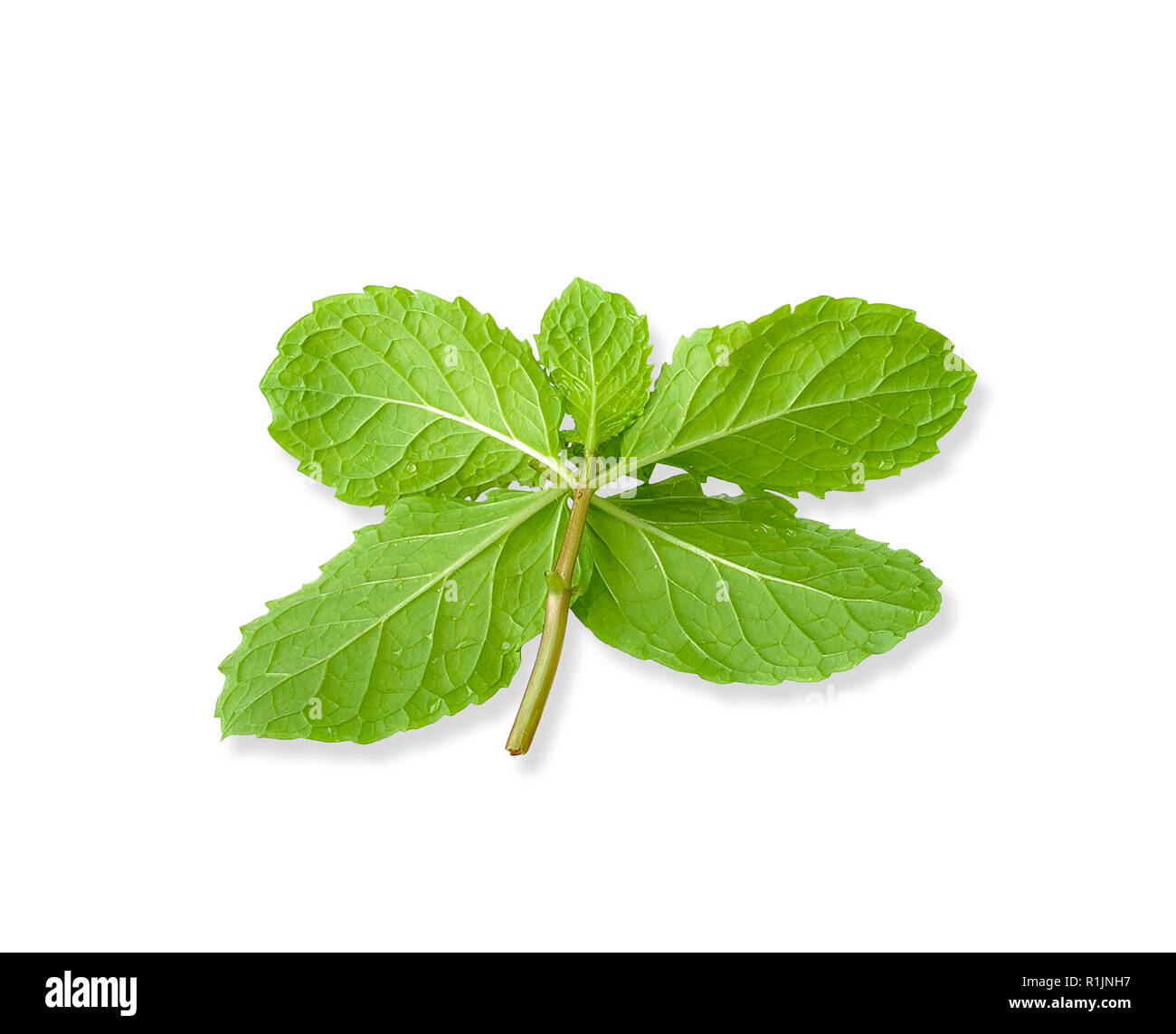 Mint isolated on white with clipping path Stock Photo - Alamy