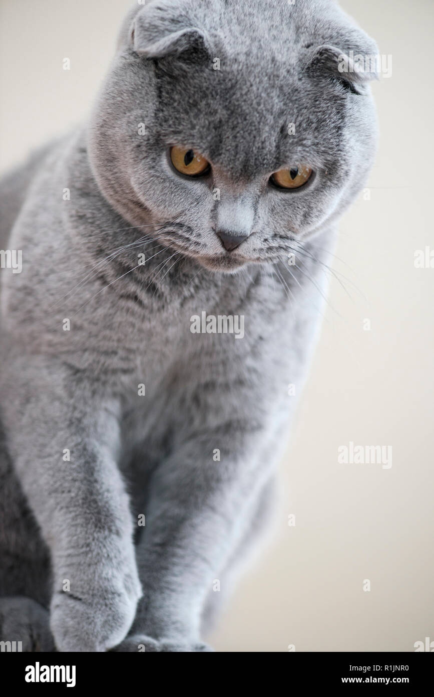 Vertical portrait of a grey Scottish Fold stud cat called Humphrey ...