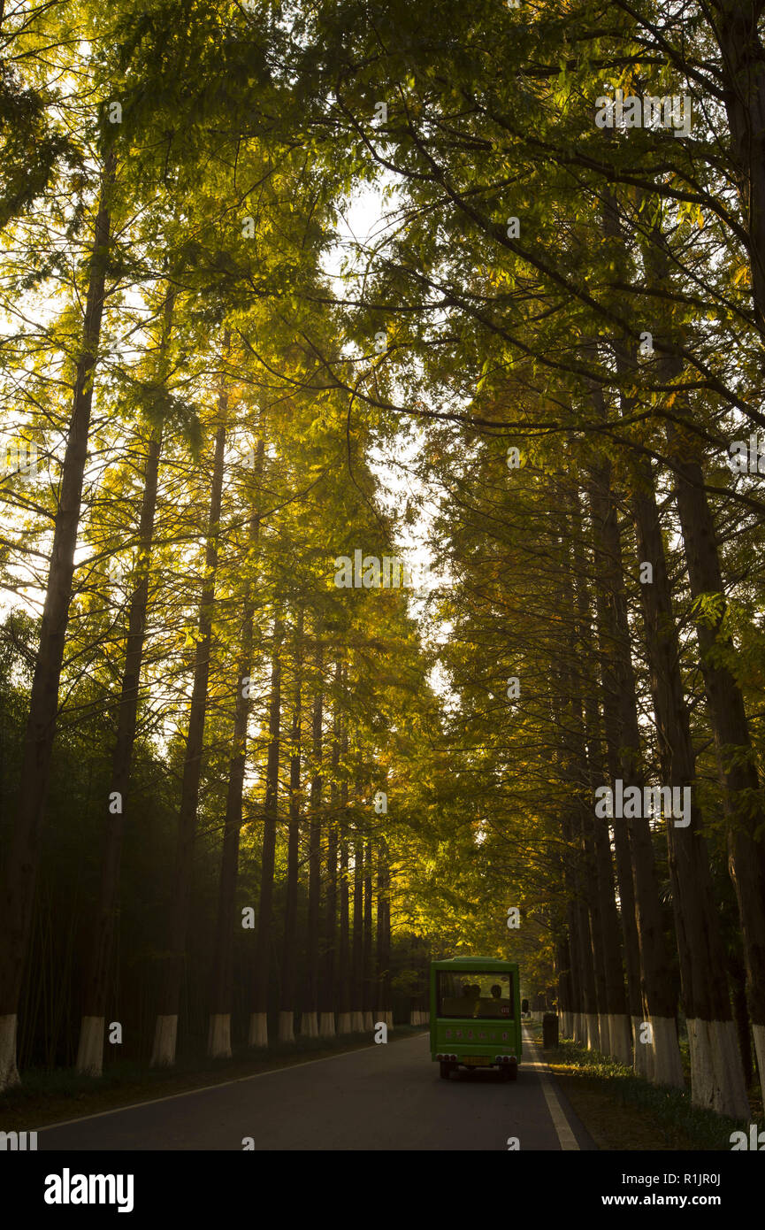 Dongtai, Dongtai, China. 13th Nov, 2018. Dongtai, CHINA-Aerial ...
