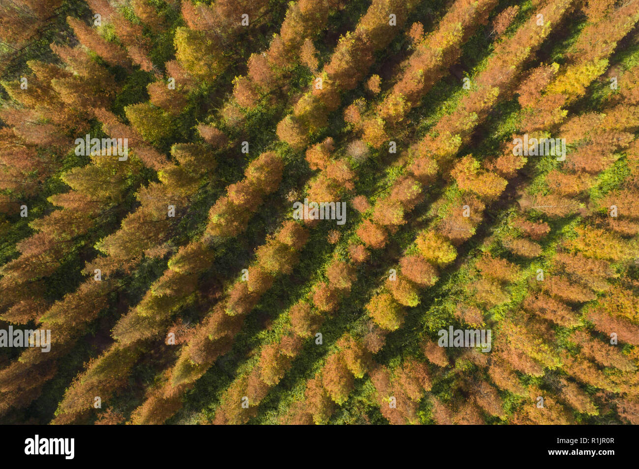 Dongtai, Dongtai, China. 13th Nov, 2018. Dongtai, CHINA-Aerial ...