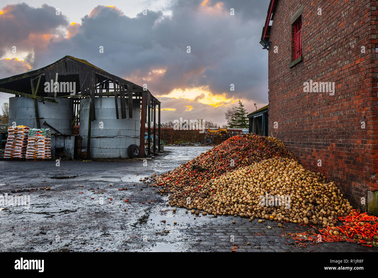 Vast heaps of rejected carrots and potatoes which do not meet the ...