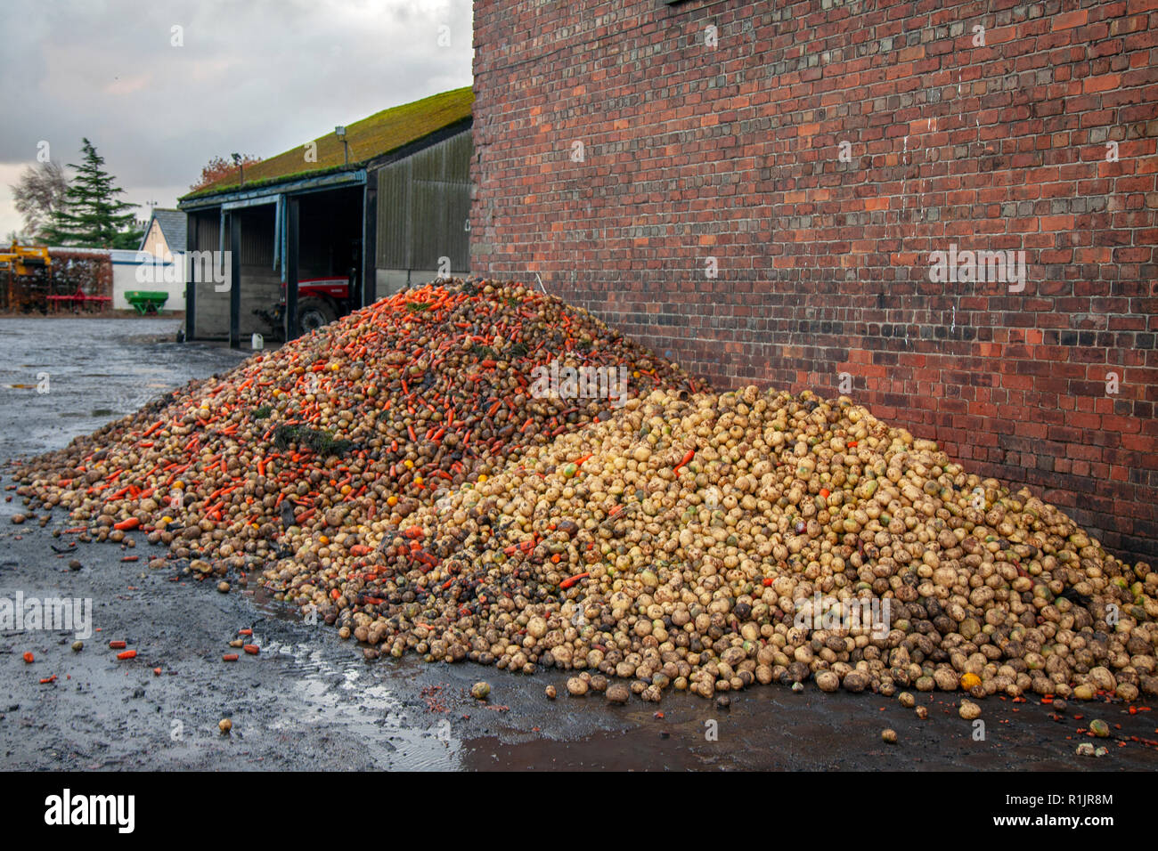 Vast heaps of rejected carrots and potatoes which do not meet the ...