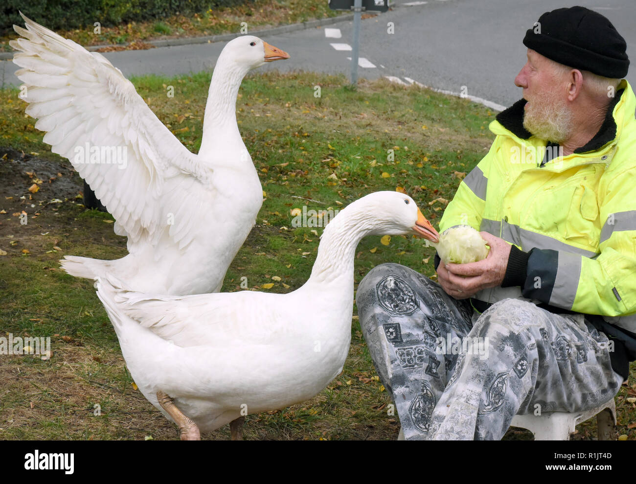 Kaditzsch, Germany. 01st Nov, 2018. Henry Vogel feeds his two geese ...