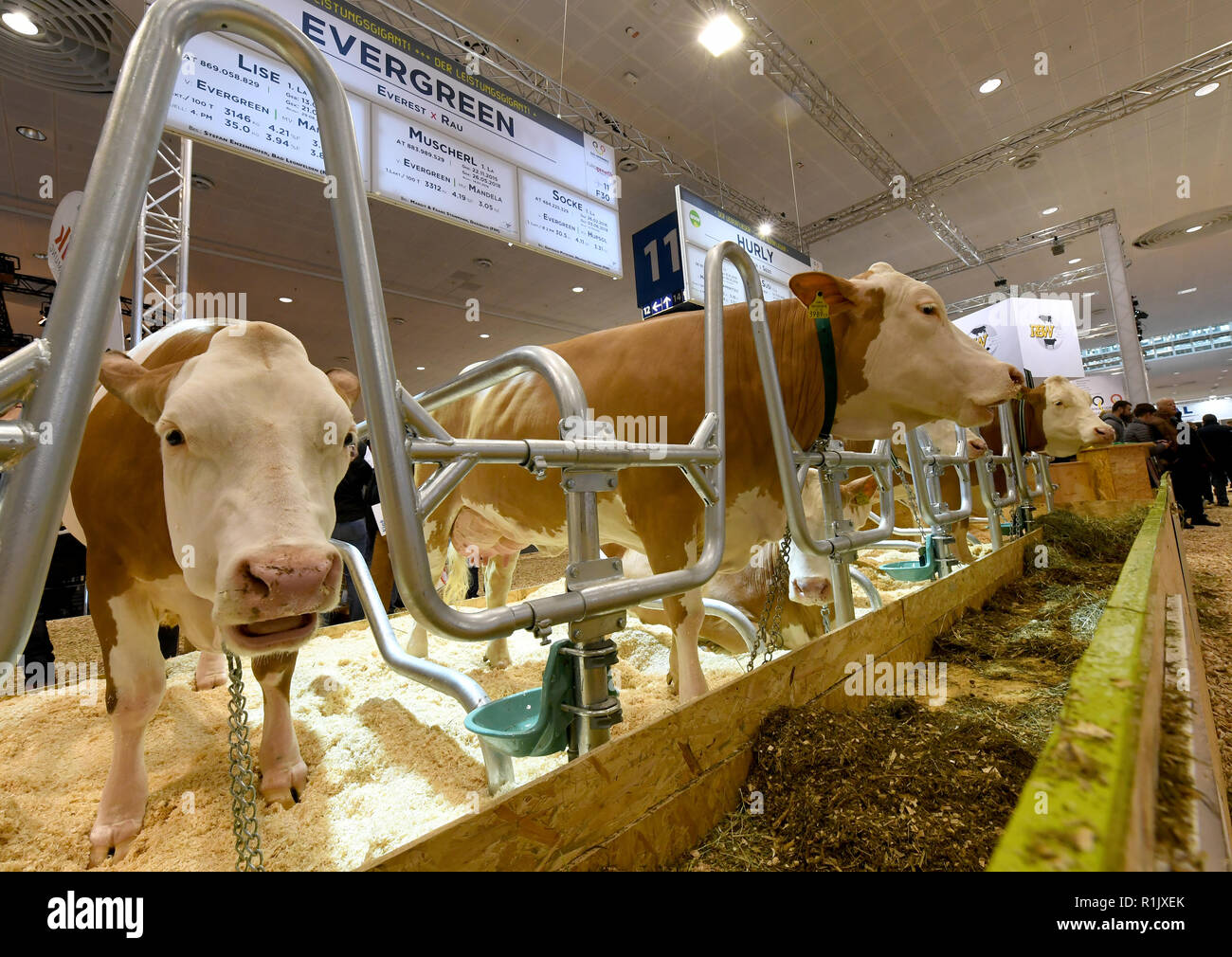Hannover, Germany. 13th Nov, 2018. Cattle of the Evergreen breed will ...