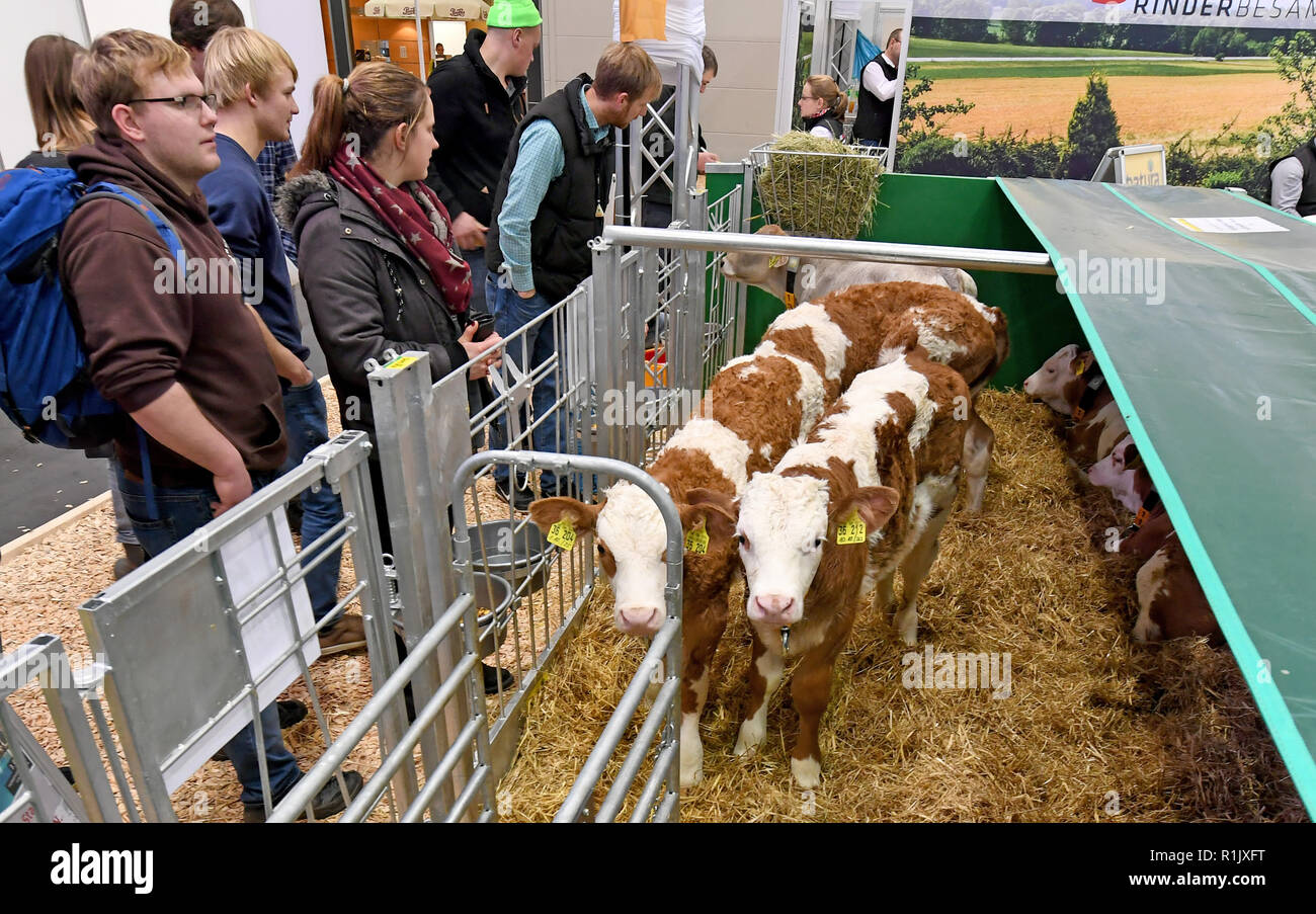 Hannover, Germany. 13th Nov, 2018. Male fattening calves will be ...
