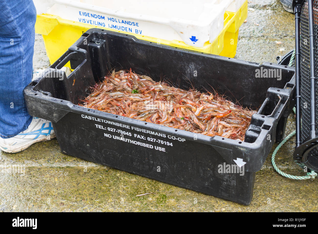 Box of fresh shrimp landed on pier Stock Photo - Alamy
