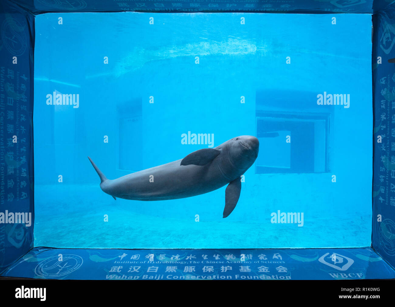 Baby Yangtze River Dolphin