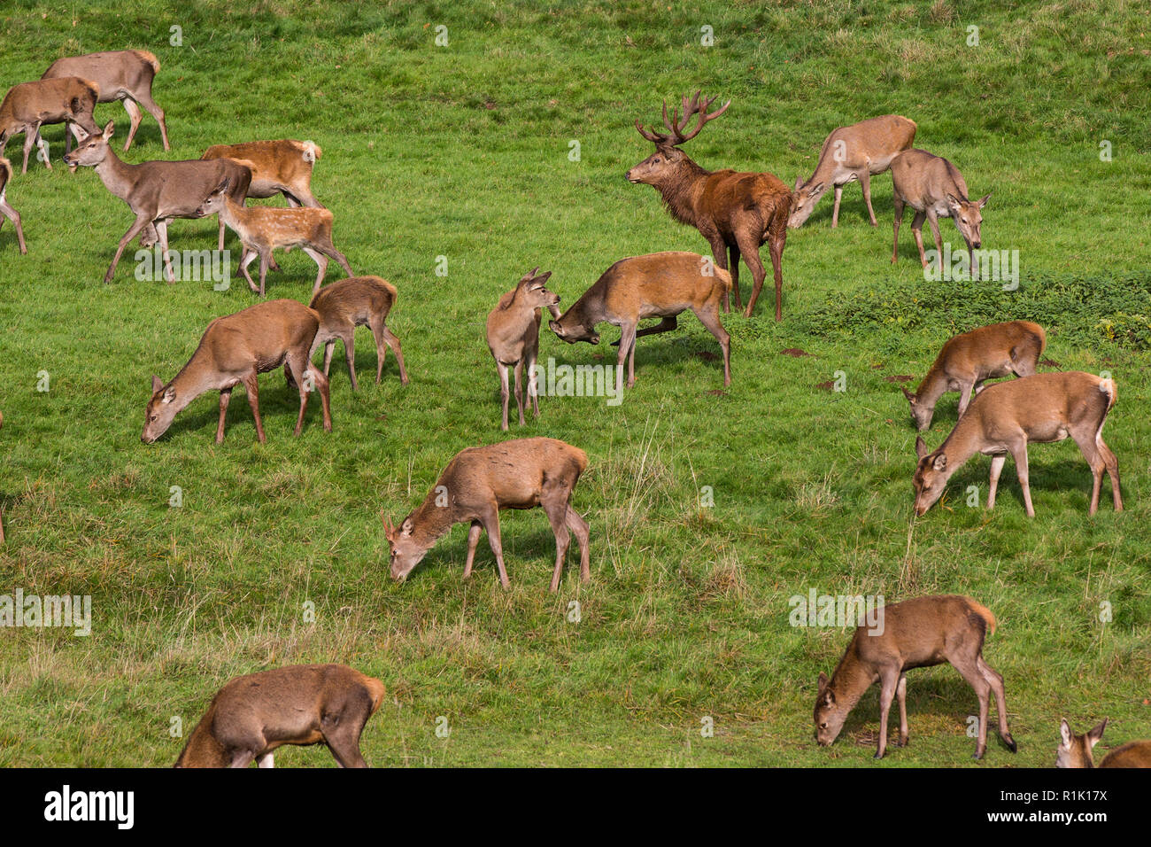 13th November 2018. Bristol, UK. Red deer seen at Ashton Court on a ...