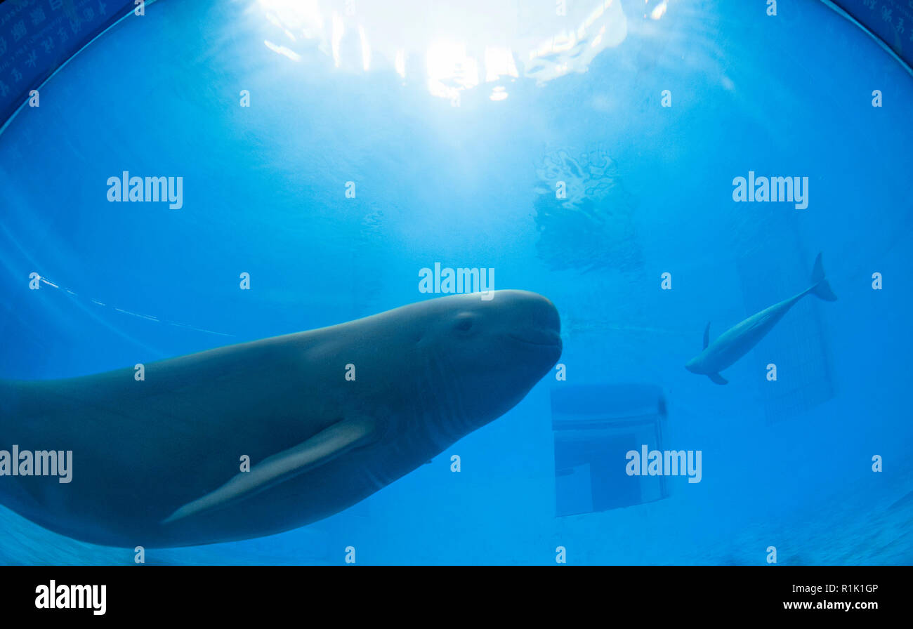 Yangtze finless porpoise hi-res stock photography and images - Alamy