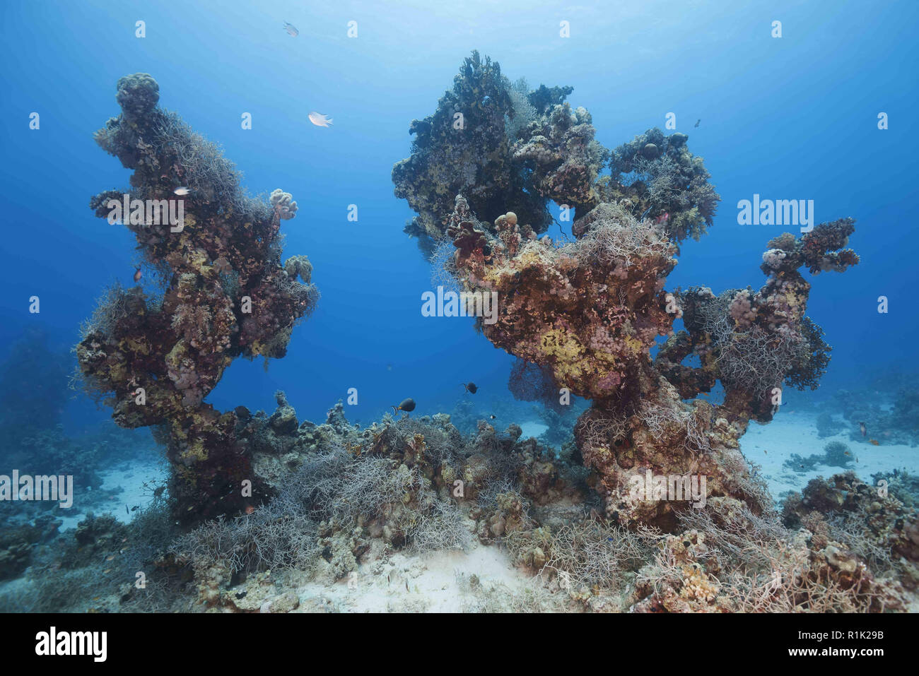 Red Sea, Abu Dabab, Marsa Alam, Egypt, Africa. 1st Aug, 2018 ...