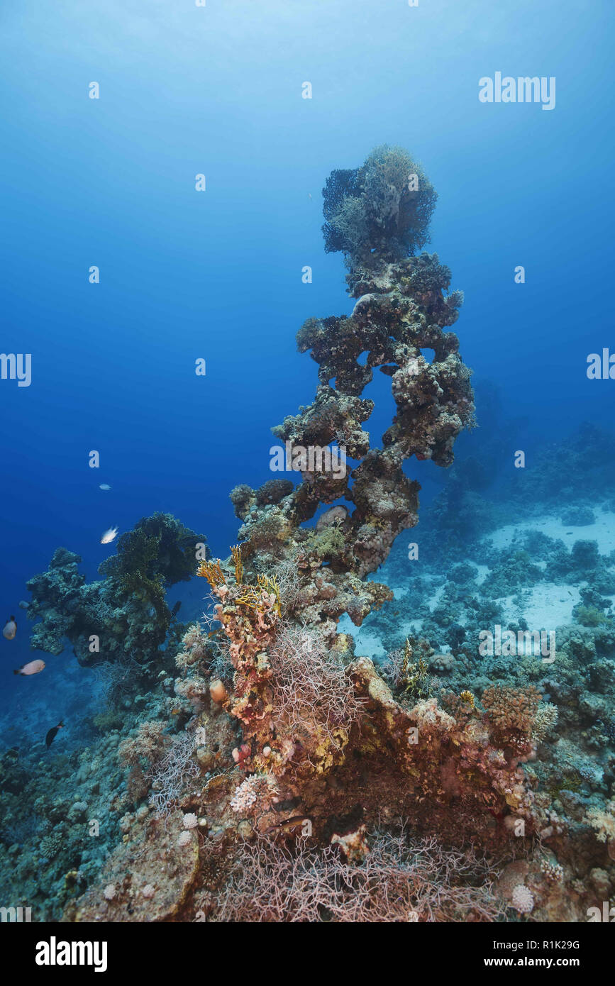 Red Sea, Abu Dabab, Marsa Alam, Egypt, Africa. 1st Aug, 2018 ...