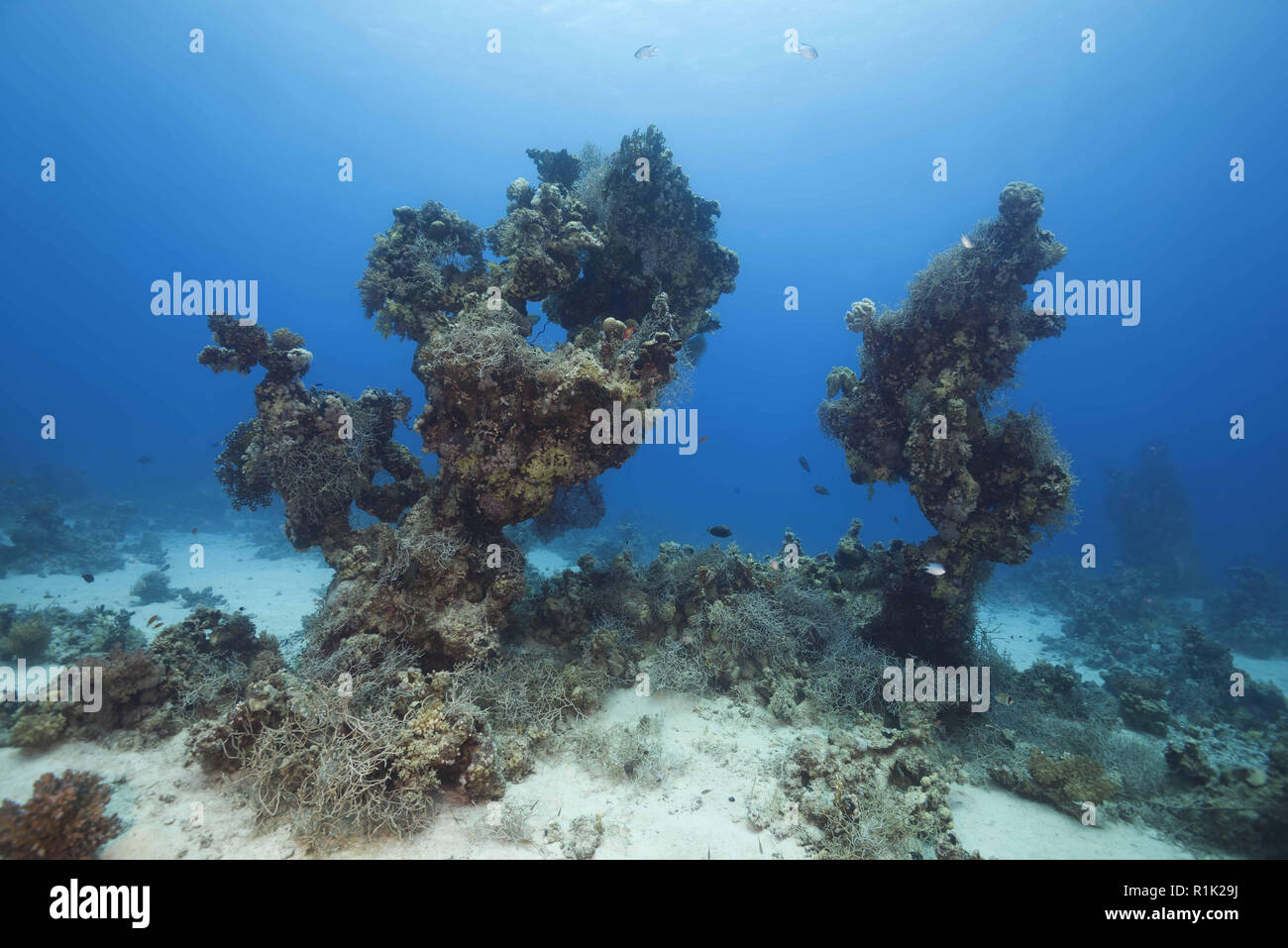 Dabab hi-res stock photography and images - Alamy