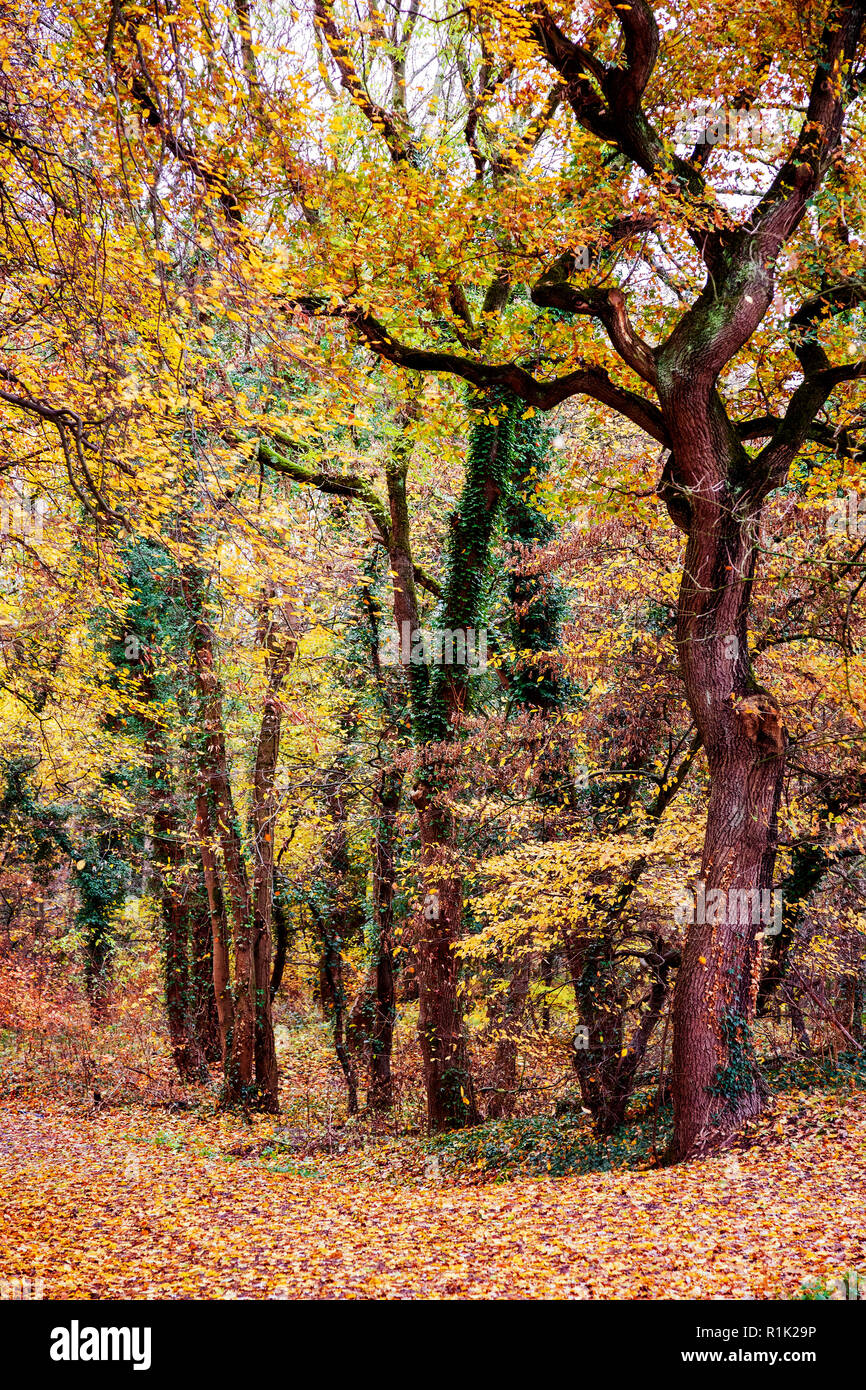 Quercus oak beech fall forest hi-res stock photography and images - Alamy