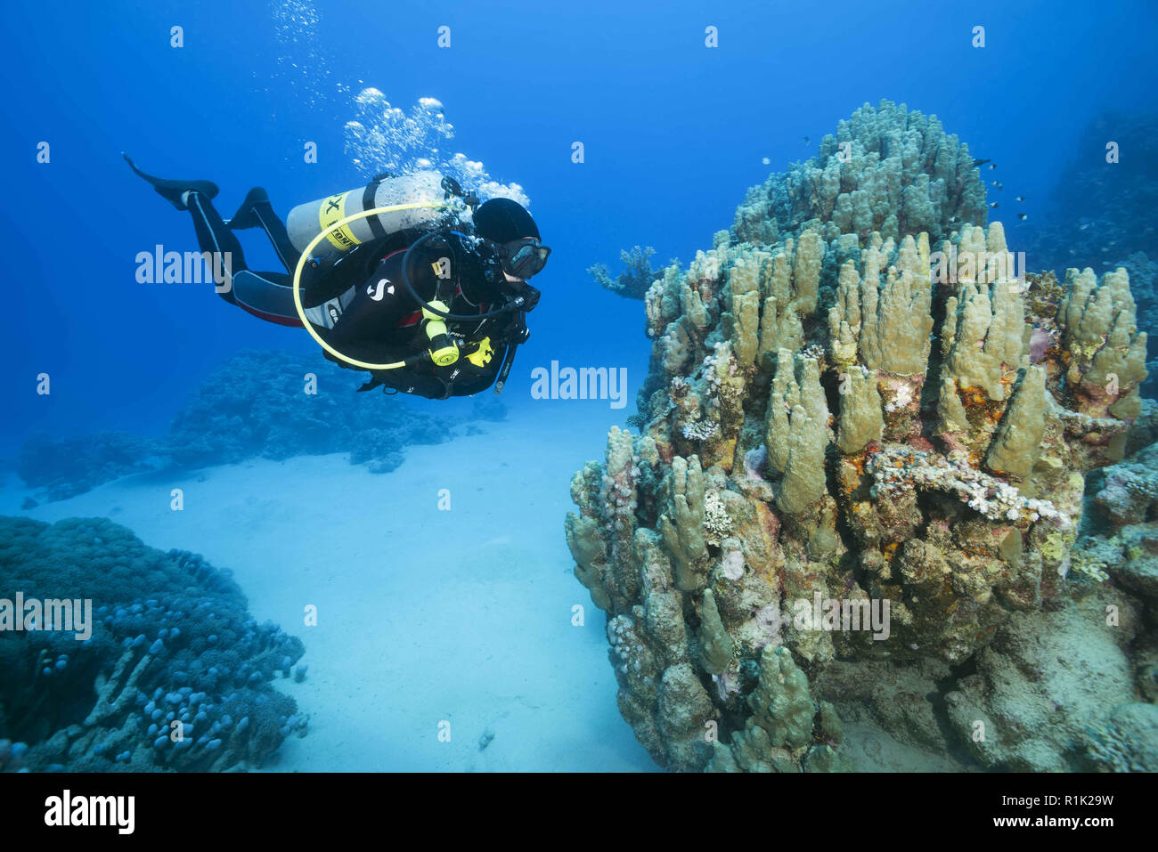 Red Sea, Abu Dabab, Marsa Alam, Egypt, Africa. 30th July, 2018. Male ...