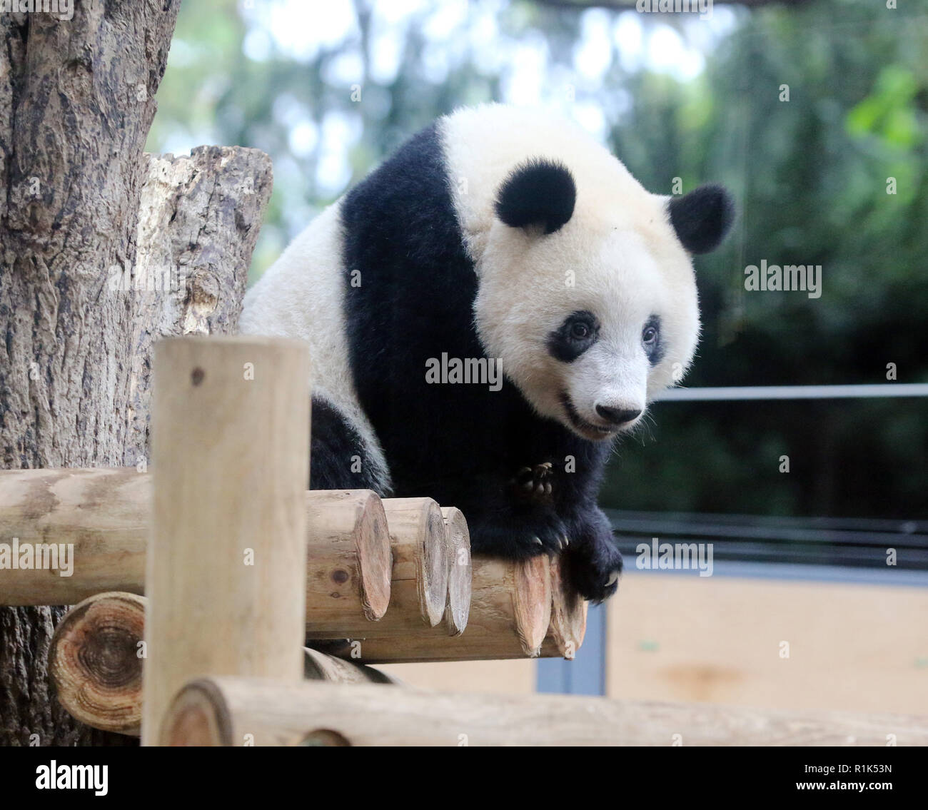 Tokyo, Japan. 13th Nov, 2018. One year old female giant panda Xiang ...