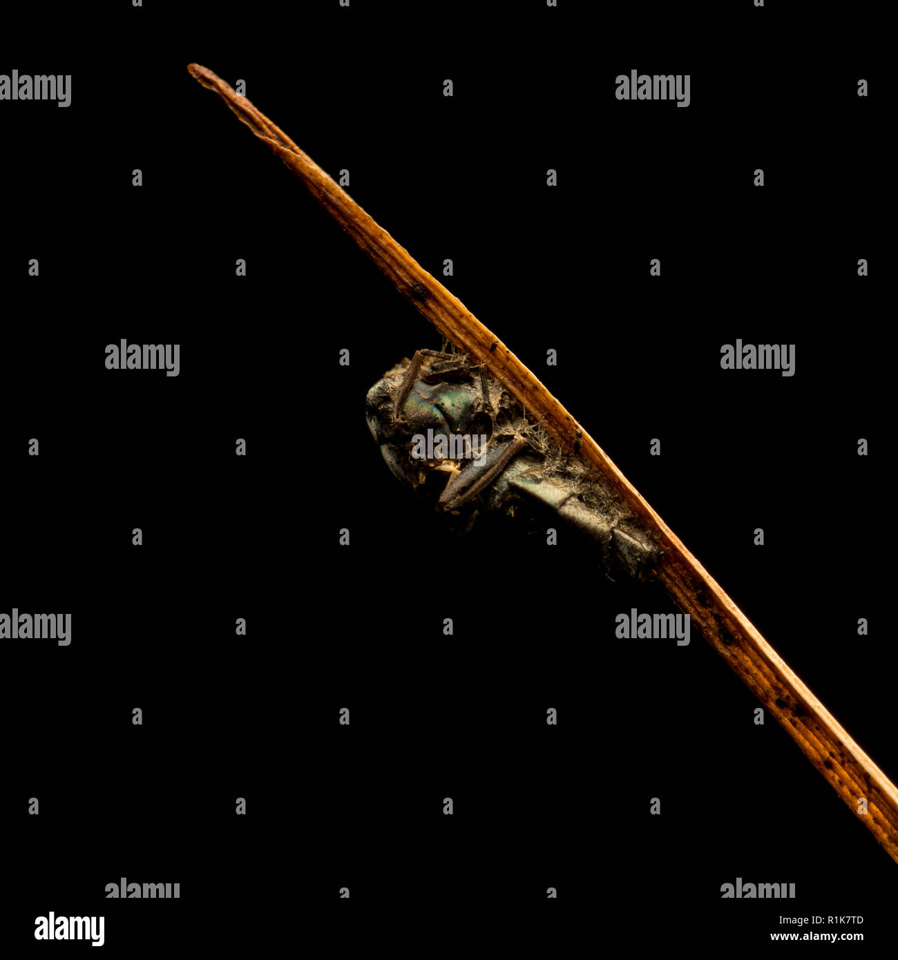 Macro shot of dead insect on a yellow leaf Stock Photo - Alamy