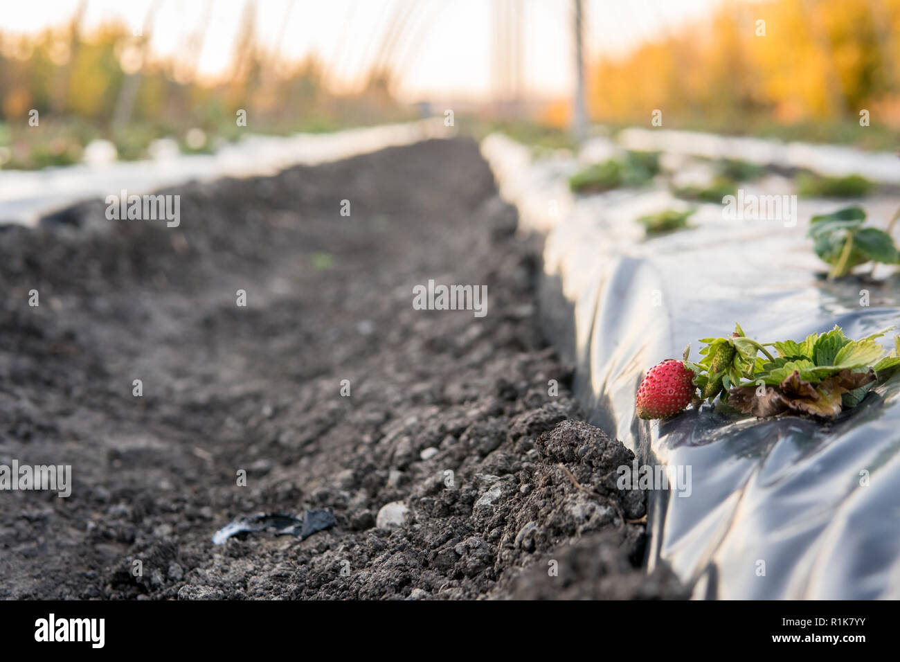 Strawberry rows in greenhouse. Strawberries growing under membrane film ...