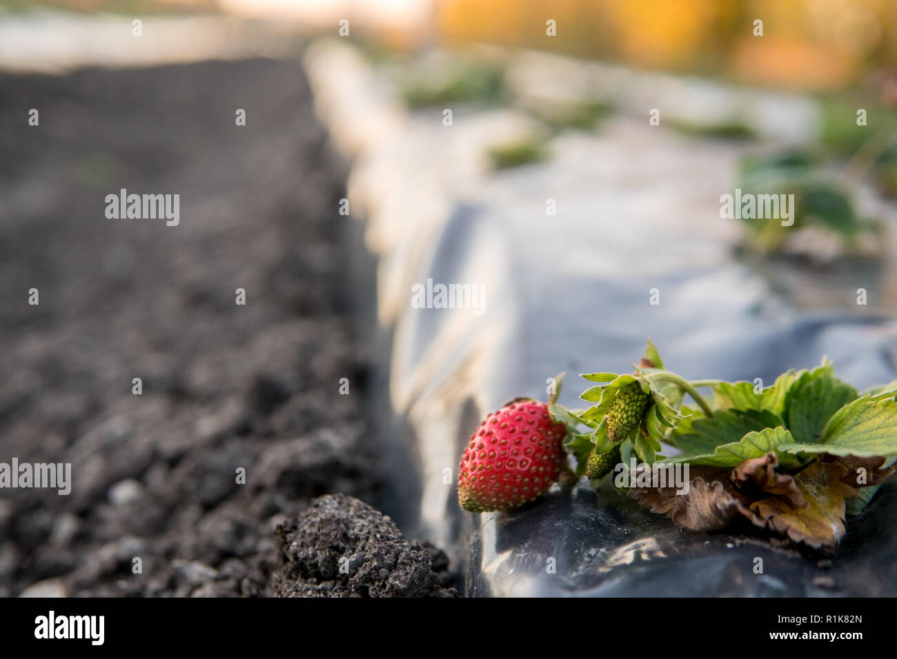 Strawberry rows in greenhouse. Strawberries growing under membrane film ...