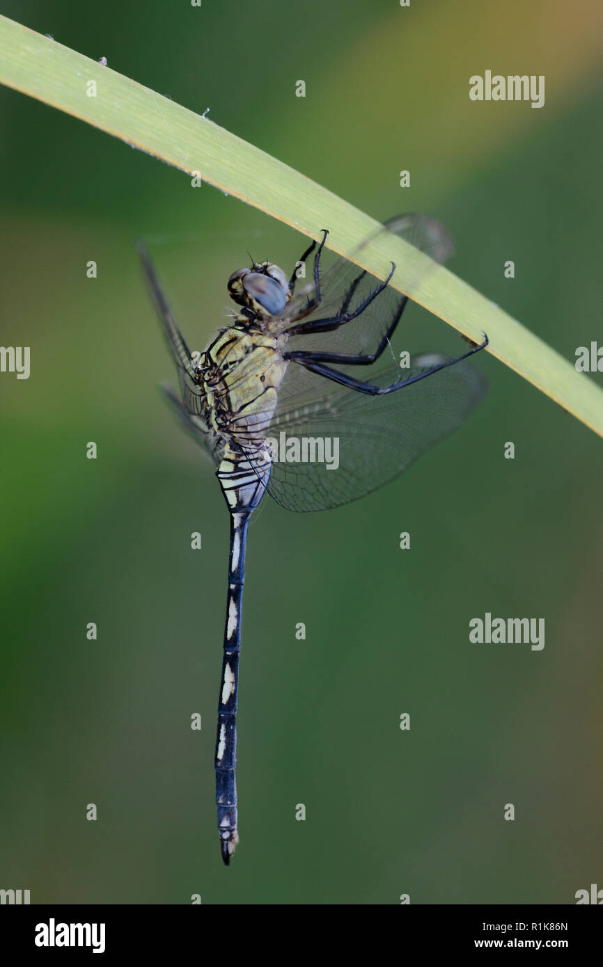 Long Skimmer dragonfly (Orthetrum trinacria), female Stock Photo - Alamy